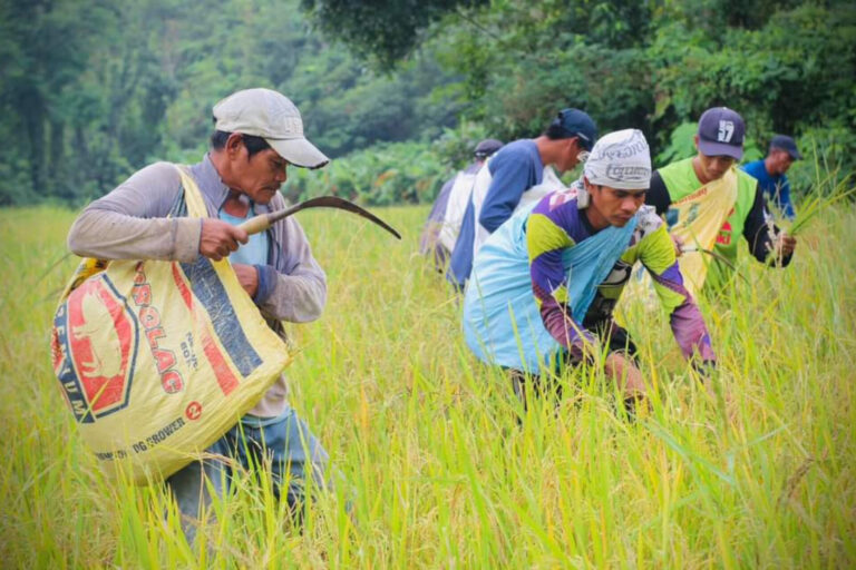 NFA RAISES PALAY BUYING PRICES TO SUPPORT FARMERS AMID RISING COSTS ...